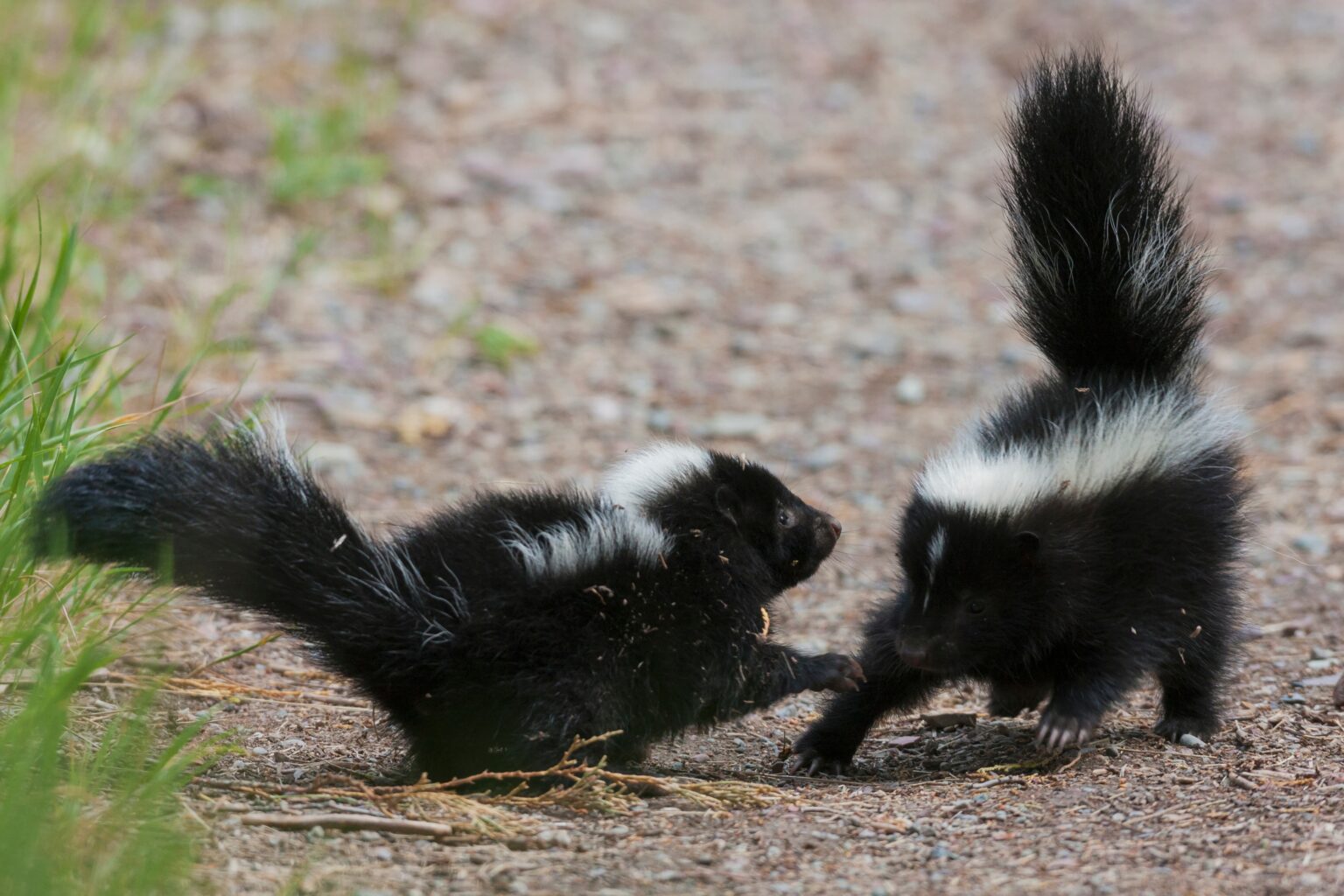 Wildlife Rabies: A Growing Threat – Healthy Dreamer